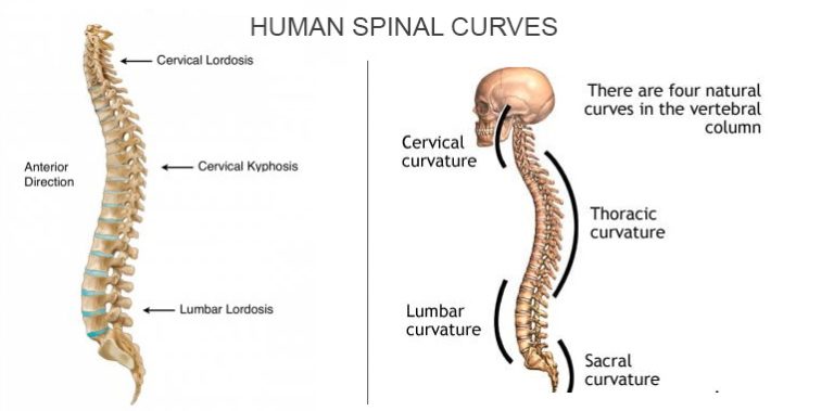 Anatomy of the Spine - Suburban Orthopaedic Medical Center LLC
